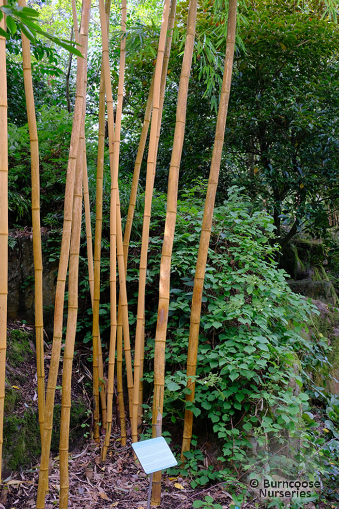 Bamboo Phyllostachys Aureosulcata Spectabilis from Burncoose Nurseries