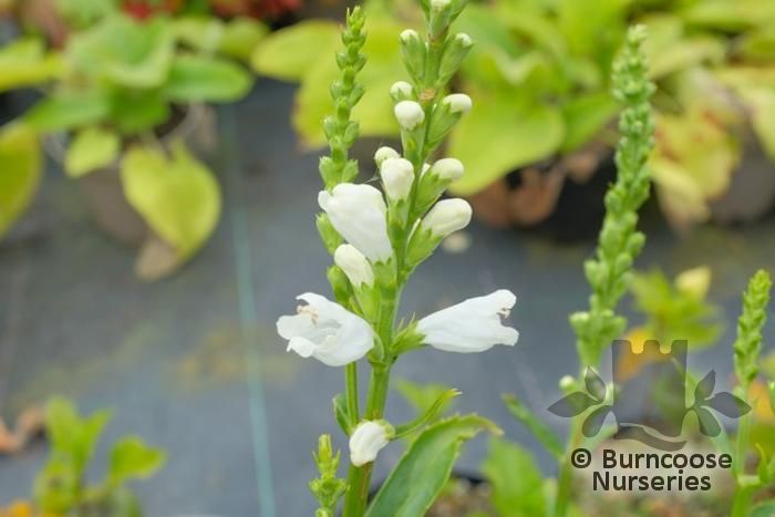 Physostegia Virginiana 'Miss Manners' from Burncoose Nurseries