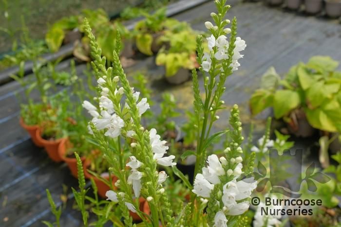 Physostegia Virginiana 'Miss Manners' from Burncoose Nurseries
