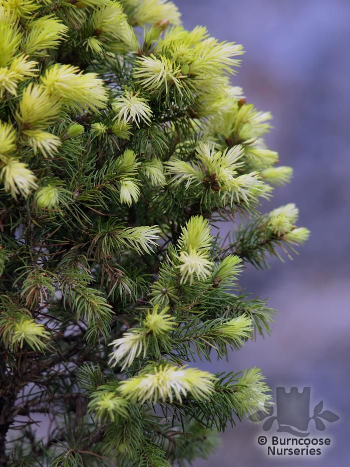 Picea from Burncoose Nurseries