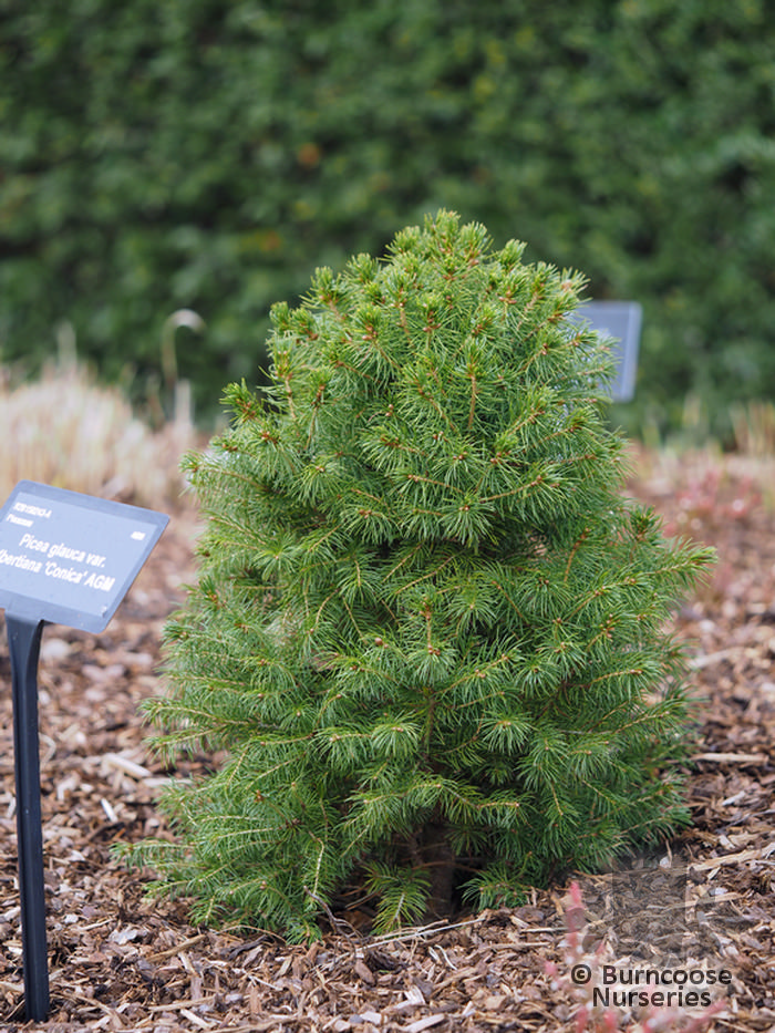 Picea Glauca Var Albertiana 'Conica' from Burncoose Nurseries