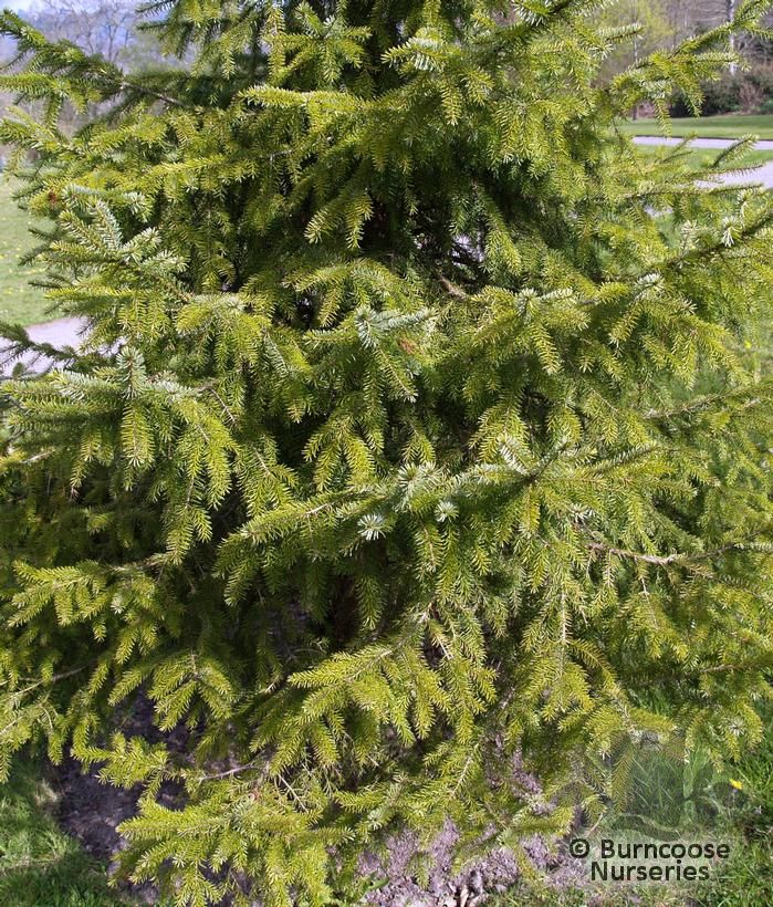 Picea from Burncoose Nurseries