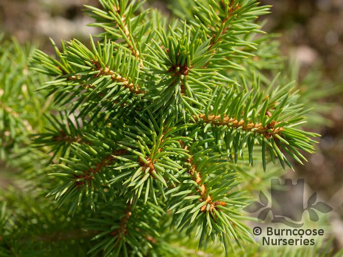 Picea Pungens 'Glauca' from Burncoose Nurseries