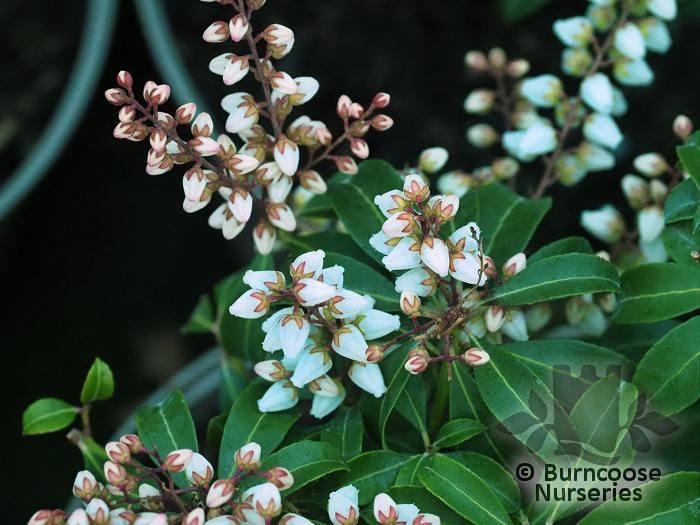 Pieris Japonica 'Bonfire' from Burncoose Nurseries