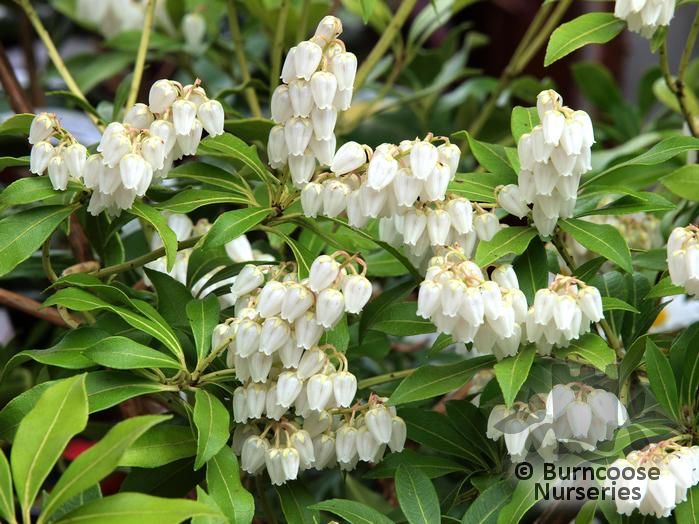 Pieris Japonica 'Purity' from Burncoose Nurseries