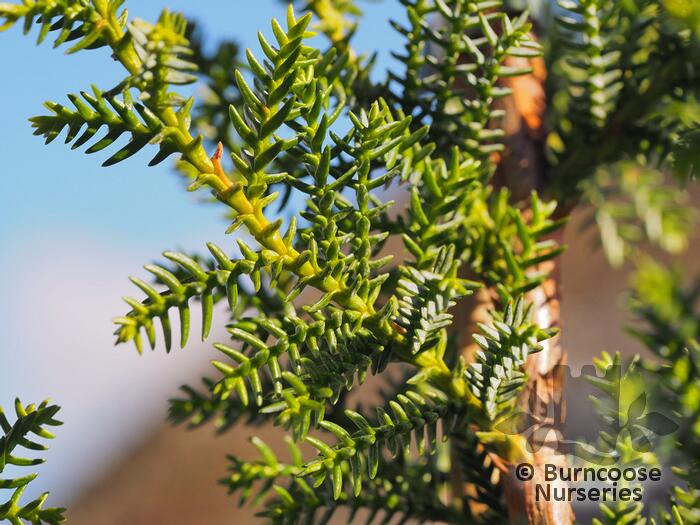 Pilgerodendron from Burncoose Nurseries