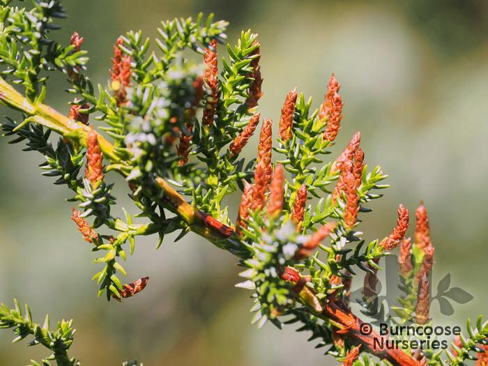 Pilgerodendron Uviferum from Burncoose Nurseries