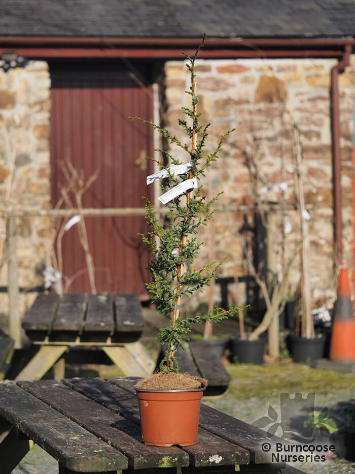 Pilgerodendron Uviferum from Burncoose Nurseries