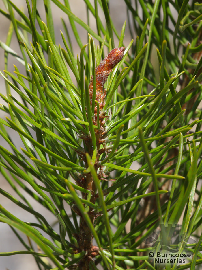 Pinus Contorta from Burncoose Nurseries
