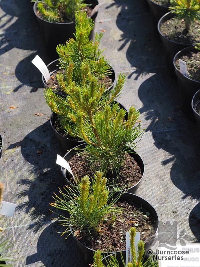 Pinus Mugo from Burncoose Nurseries