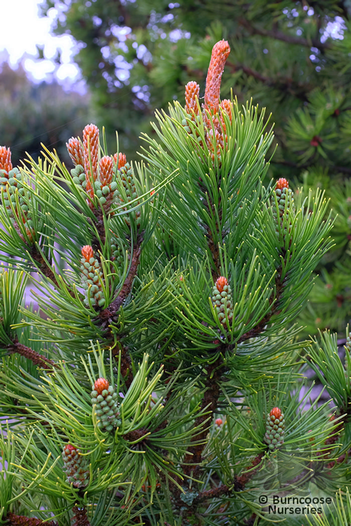 Pinus Mugo 'Ophir' from Burncoose Nurseries