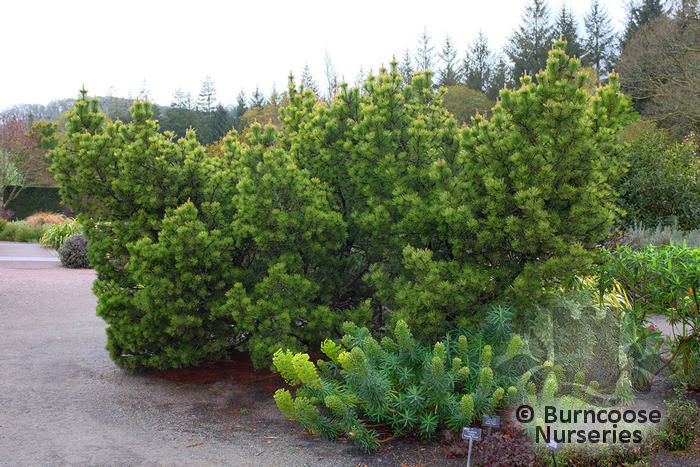 Pinus Mugo 'Ophir' from Burncoose Nurseries