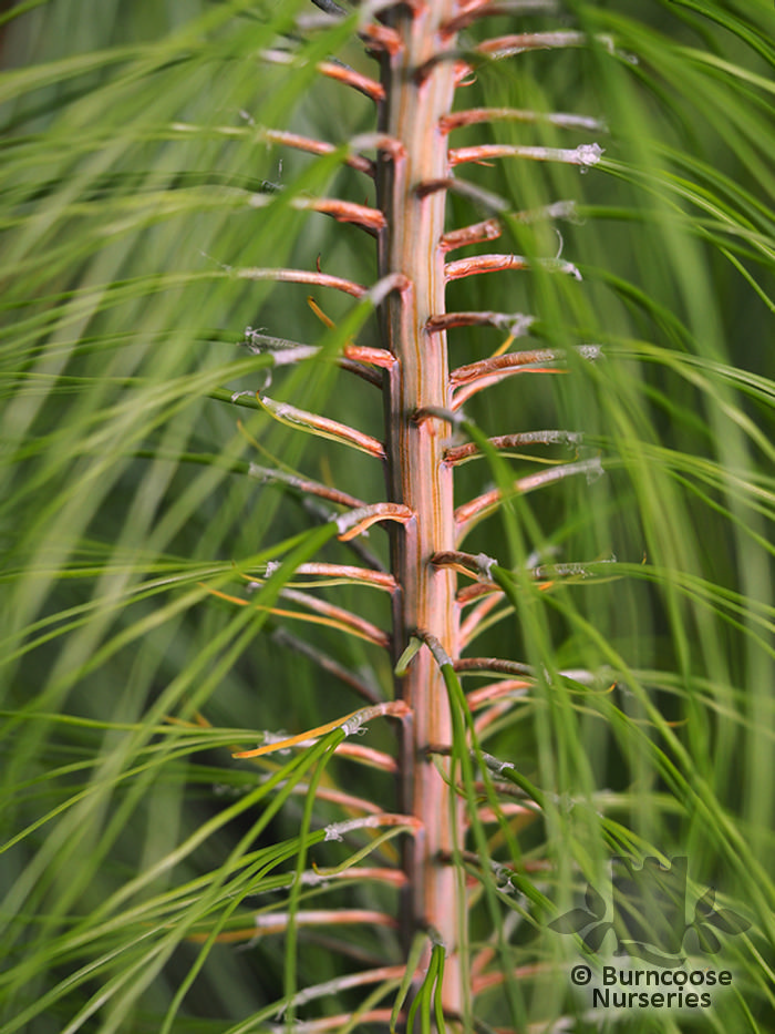 Pinus Patula from Burncoose Nurseries