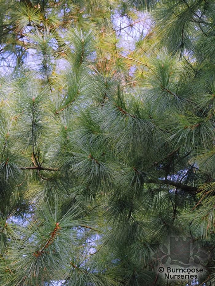 Pinus Patula from Burncoose Nurseries