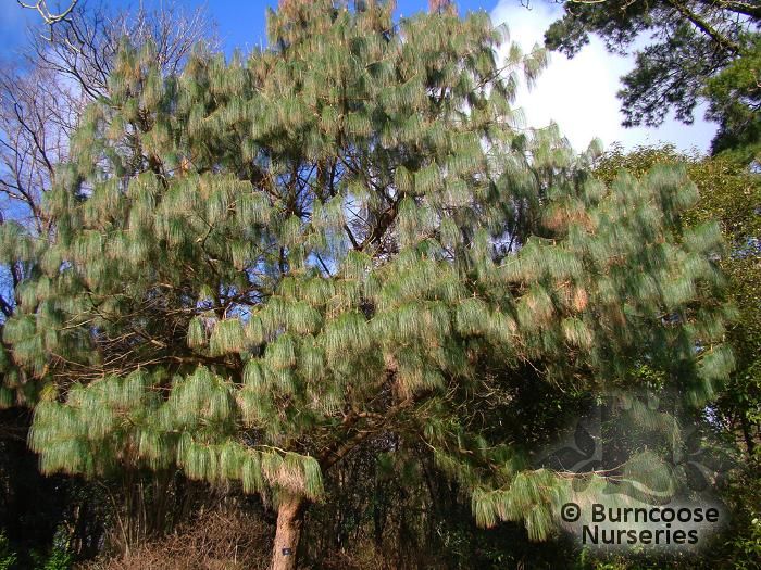 Pinus Patula from Burncoose Nurseries