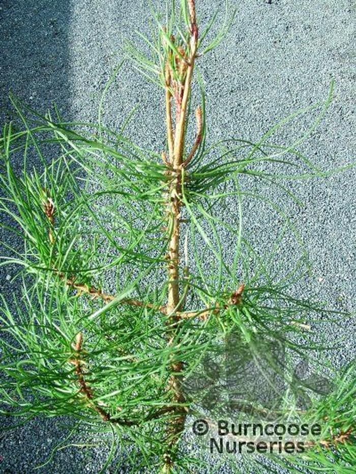 Pinus Pinaster from Burncoose Nurseries