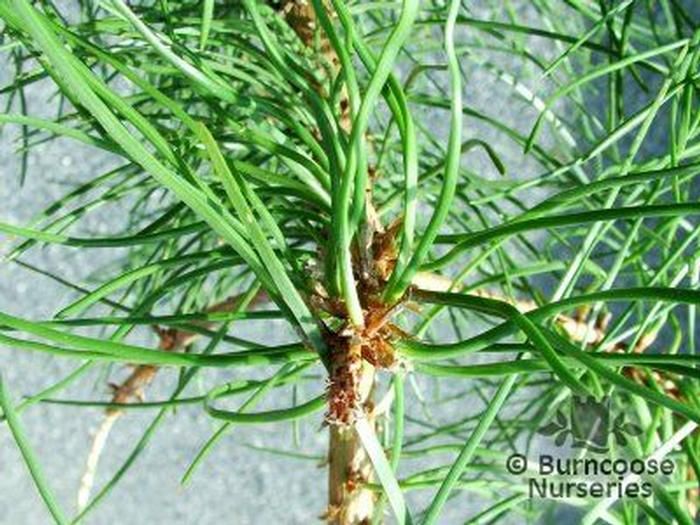 Pinus Pinaster from Burncoose Nurseries