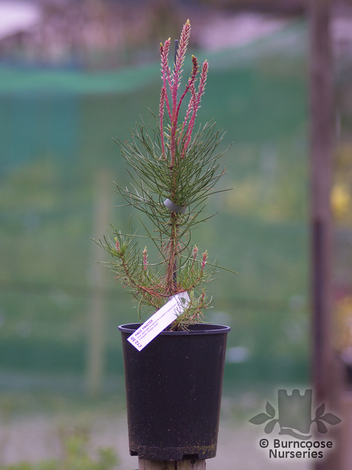 Pinus Pinaster from Burncoose Nurseries