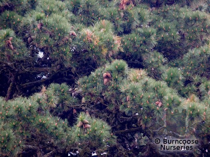 Pinus Radiata from Burncoose Nurseries