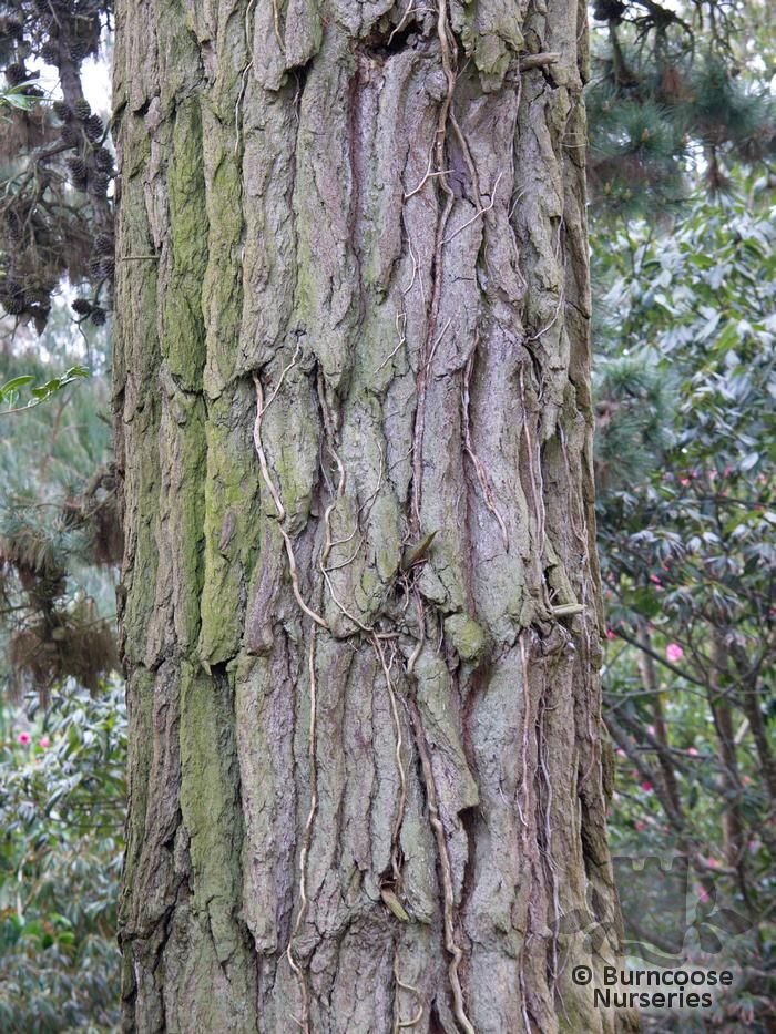 Pinus Radiata from Burncoose Nurseries