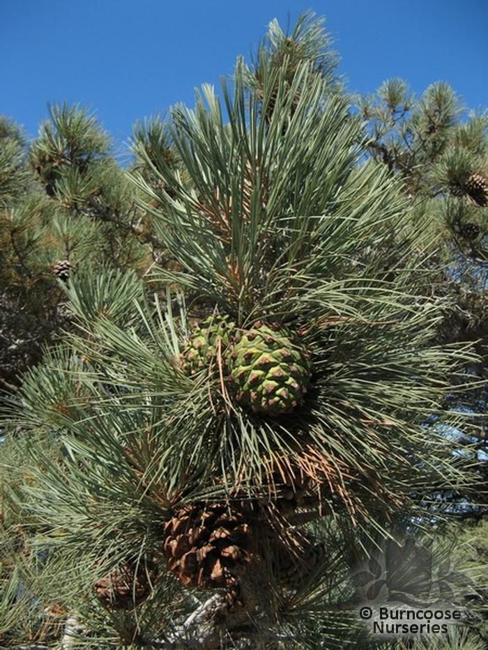 Pinus from Burncoose Nurseries
