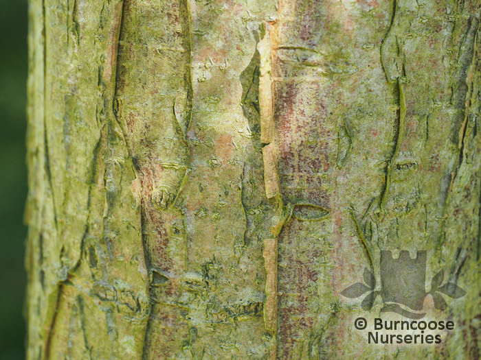 Pittosporum Bicolor from Burncoose Nurseries