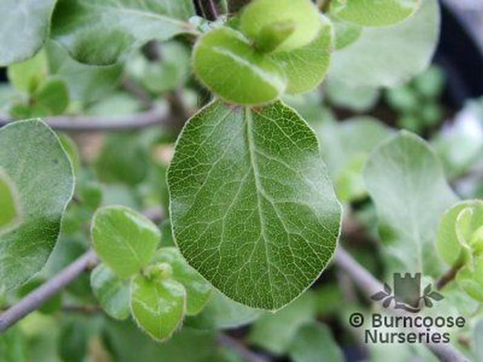 Pittosporum Tenuifolium 'Wrinkled Blue' from Burncoose Nurseries