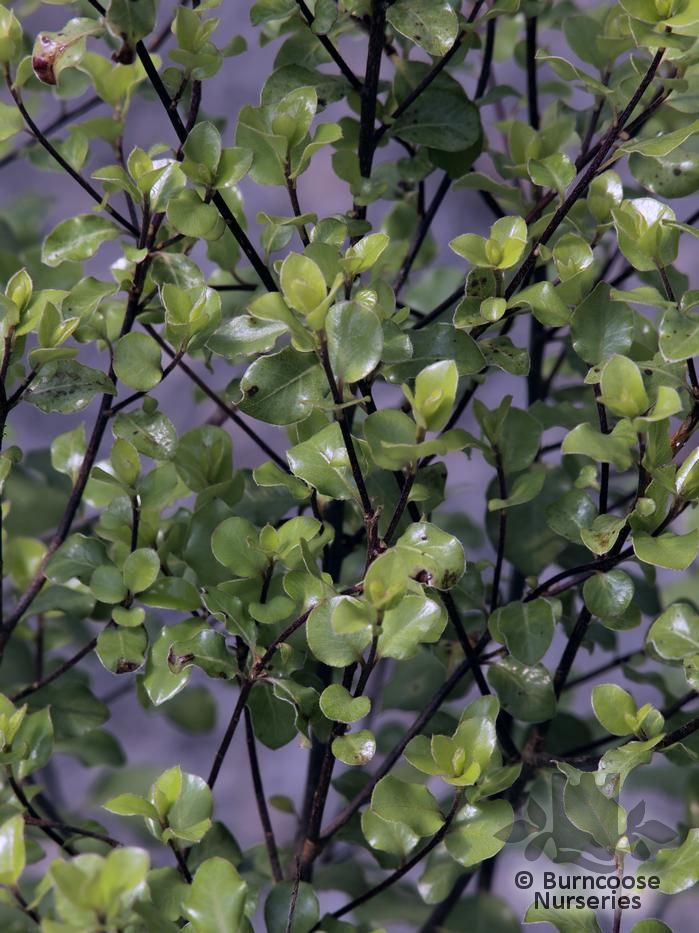 Pittosporum Tenuifolium 'Wrinkled Blue' from Burncoose Nurseries