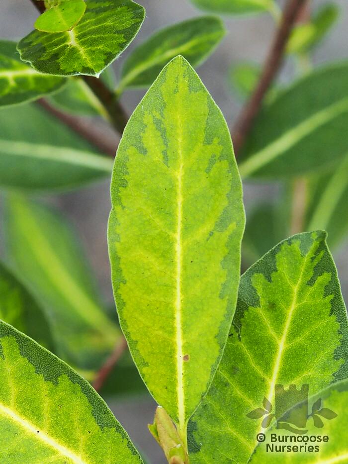 Pittosporum Tenuifolium 'Limelight' from Burncoose Nurseries