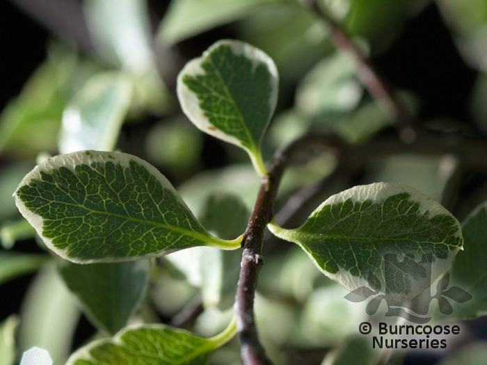 Pittosporum Tenuifolium from Burncoose Nurseries