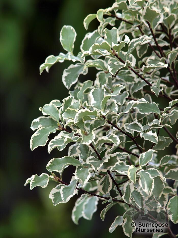 Pittosporum Tenuifolium 'Variegatum' from Burncoose Nurseries