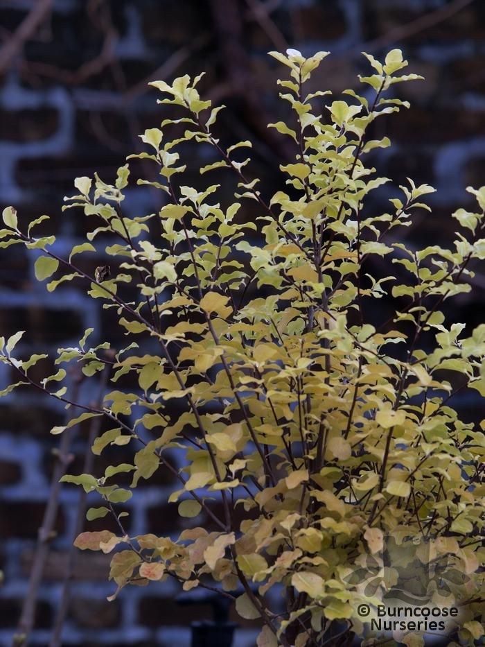 Pittosporum Tenuifolium 'Warnham Gold' from Burncoose Nurseries