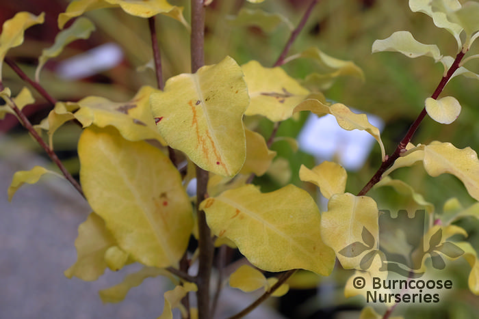 Pittosporum Tenuifolium 'Warnham Gold' from Burncoose Nurseries