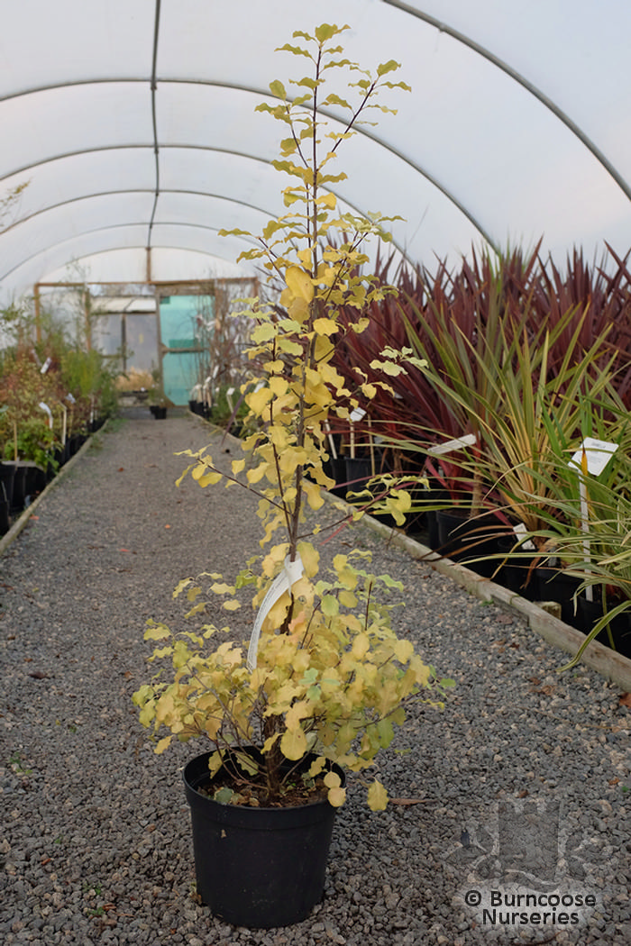 Pittosporum Tenuifolium 'Warnham Gold' from Burncoose Nurseries