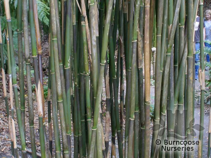 Bamboo Pleioblastus Simonii 'Variegatus' from Burncoose Nurseries
