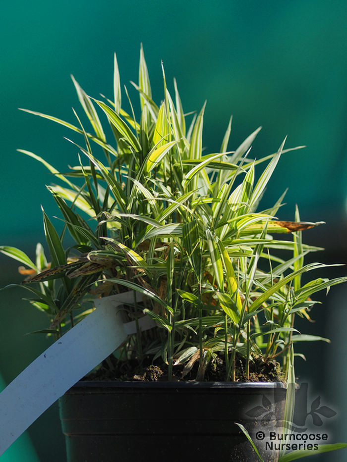 Bamboo Pleioblastus Variegatus from Burncoose Nurseries