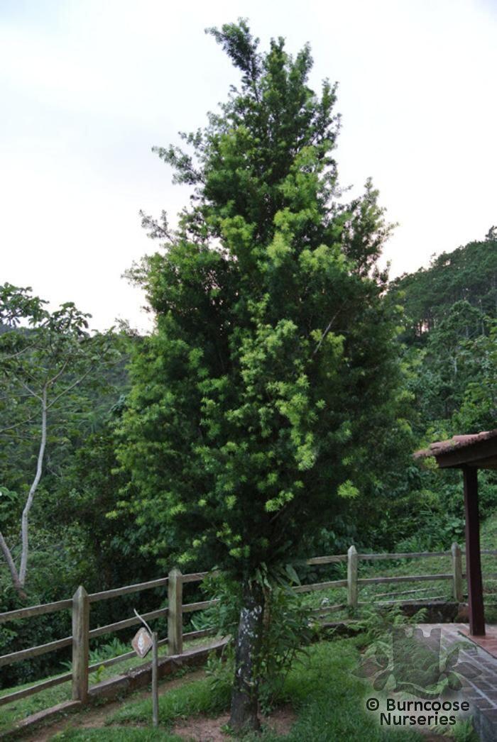 Podocarpus Angustifolius from Burncoose Nurseries