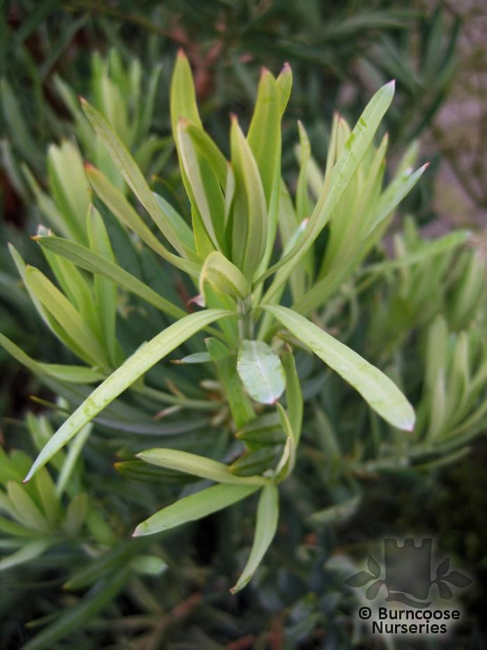 Podocarpus from Burncoose Nurseries