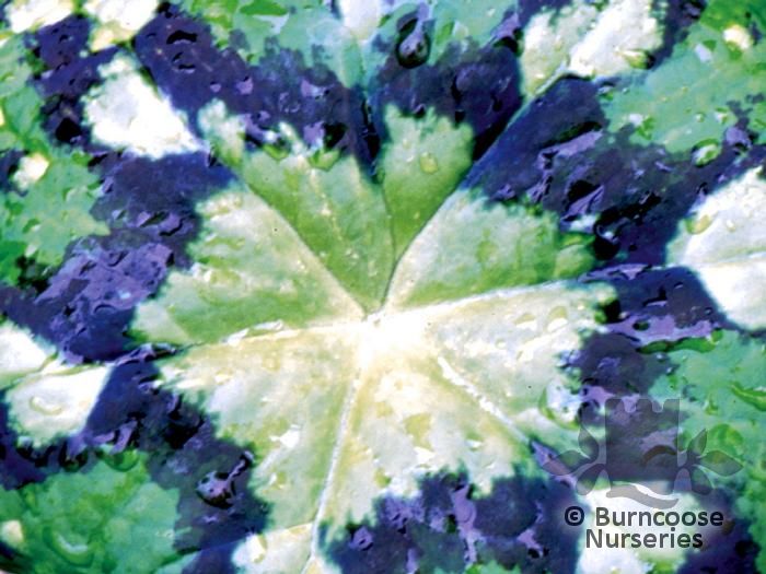 Podophyllum from Burncoose Nurseries