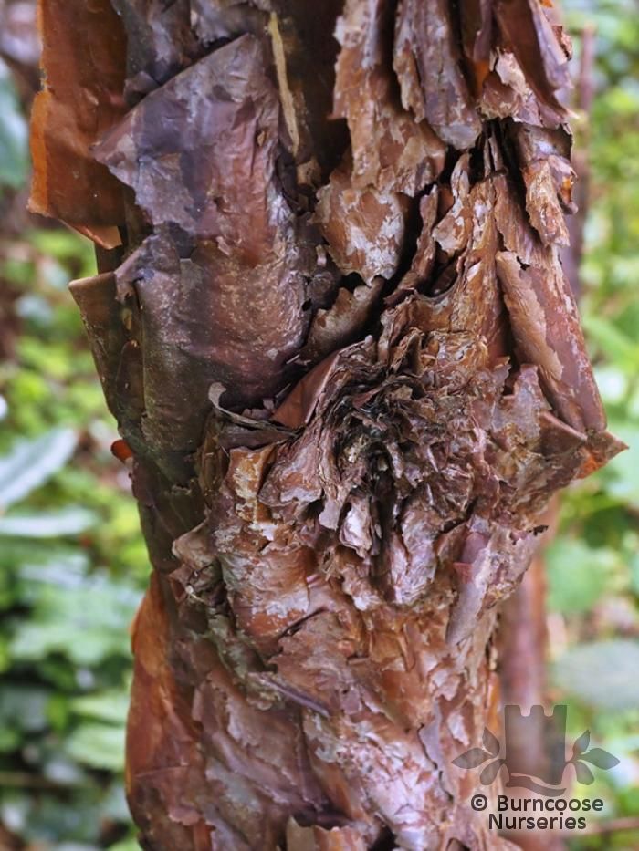 Polylepis from Burncoose Nurseries
