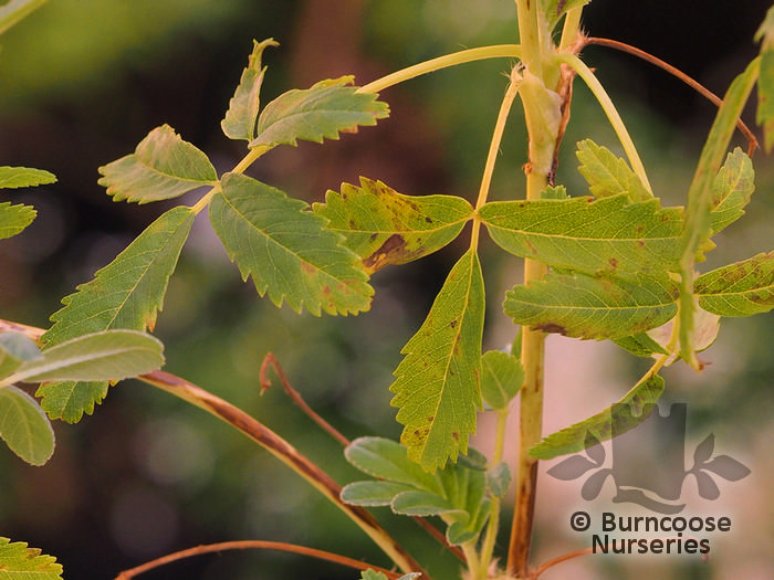 Polylepis Australis from Burncoose Nurseries