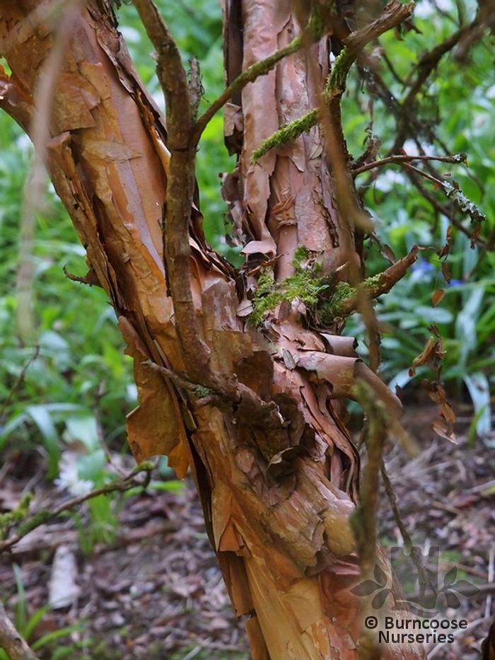 Polylepis Australis from Burncoose Nurseries