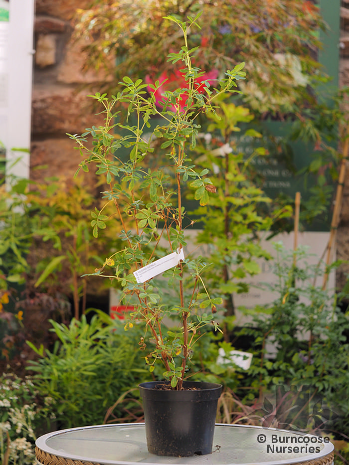 Polylepis Australis from Burncoose Nurseries