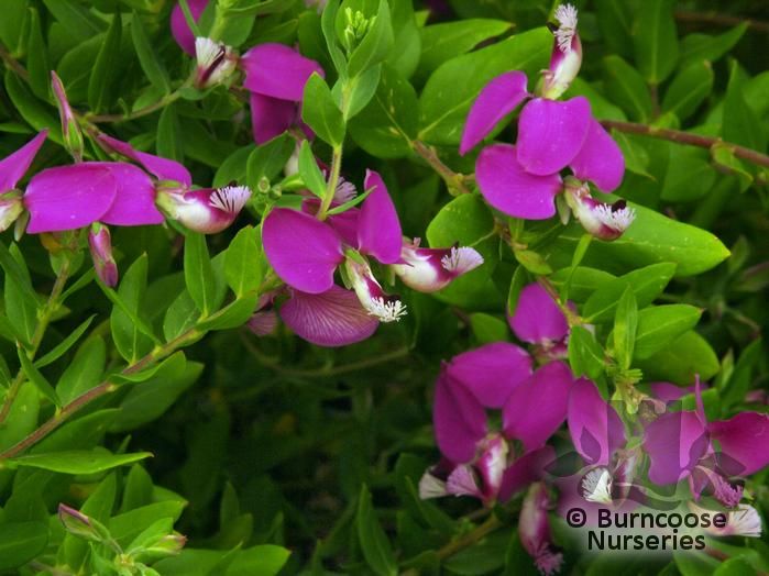 Polygala from Burncoose Nurseries