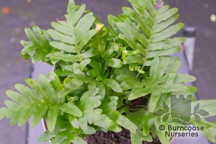 Hardy Ferns Polypodium 'Whitley Giant' from Burncoose Nurseries