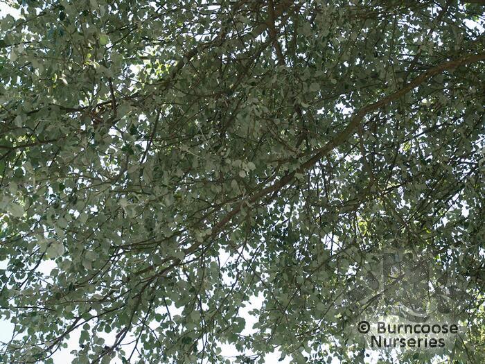 Populus Alba from Burncoose Nurseries