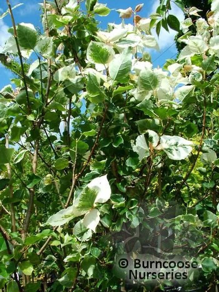Populus from Burncoose Nurseries
