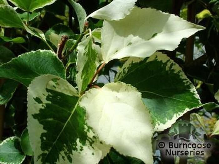 Populus Candicans 'Aurora' from Burncoose Nurseries