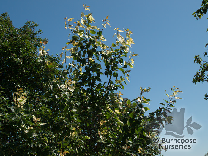 Populus Candicans 'Aurora' from Burncoose Nurseries