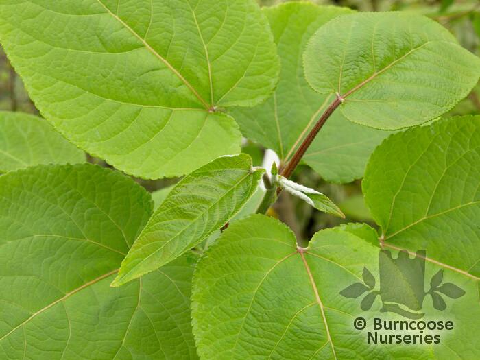 Populus Lasiocarpa from Burncoose Nurseries